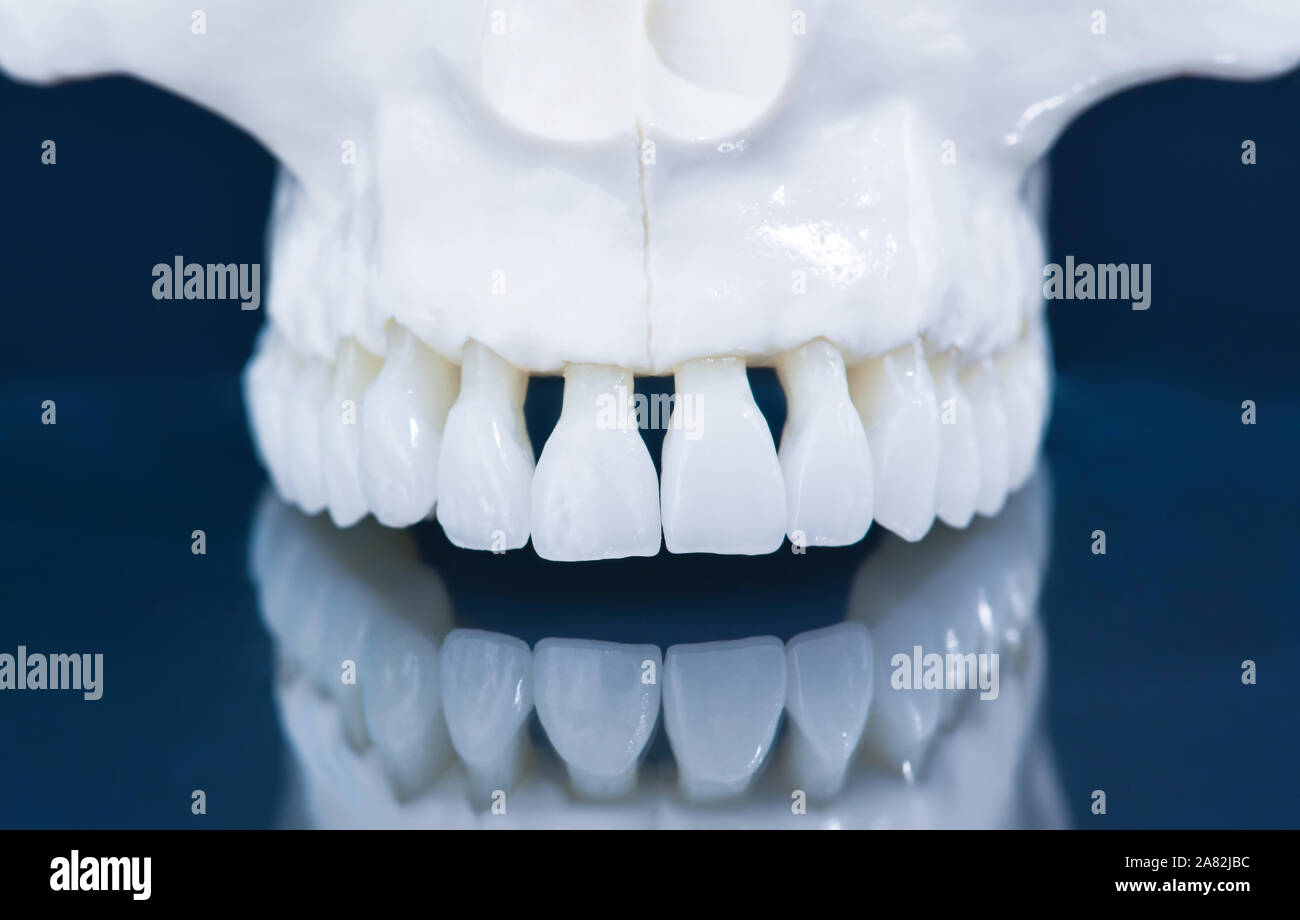 La mâchoire humaine avec un reflet sur la vitre de l'anatomy model ...