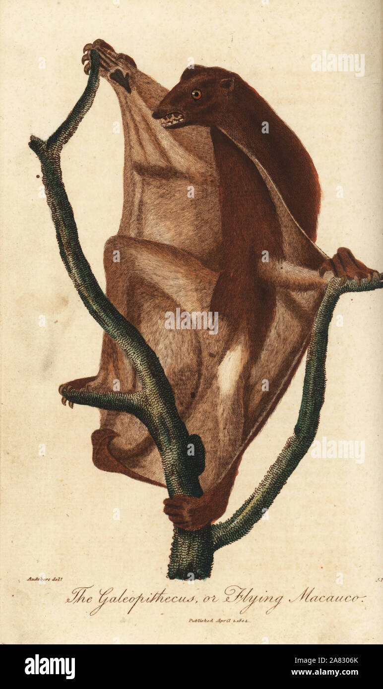 Philippine flying lemur Banque de photographies et d’images à haute ...