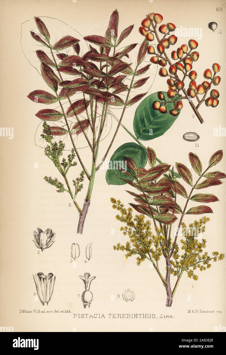 Térébenthine térébinthe ou Pistacia terebinthus, arbres. Lithographie ...