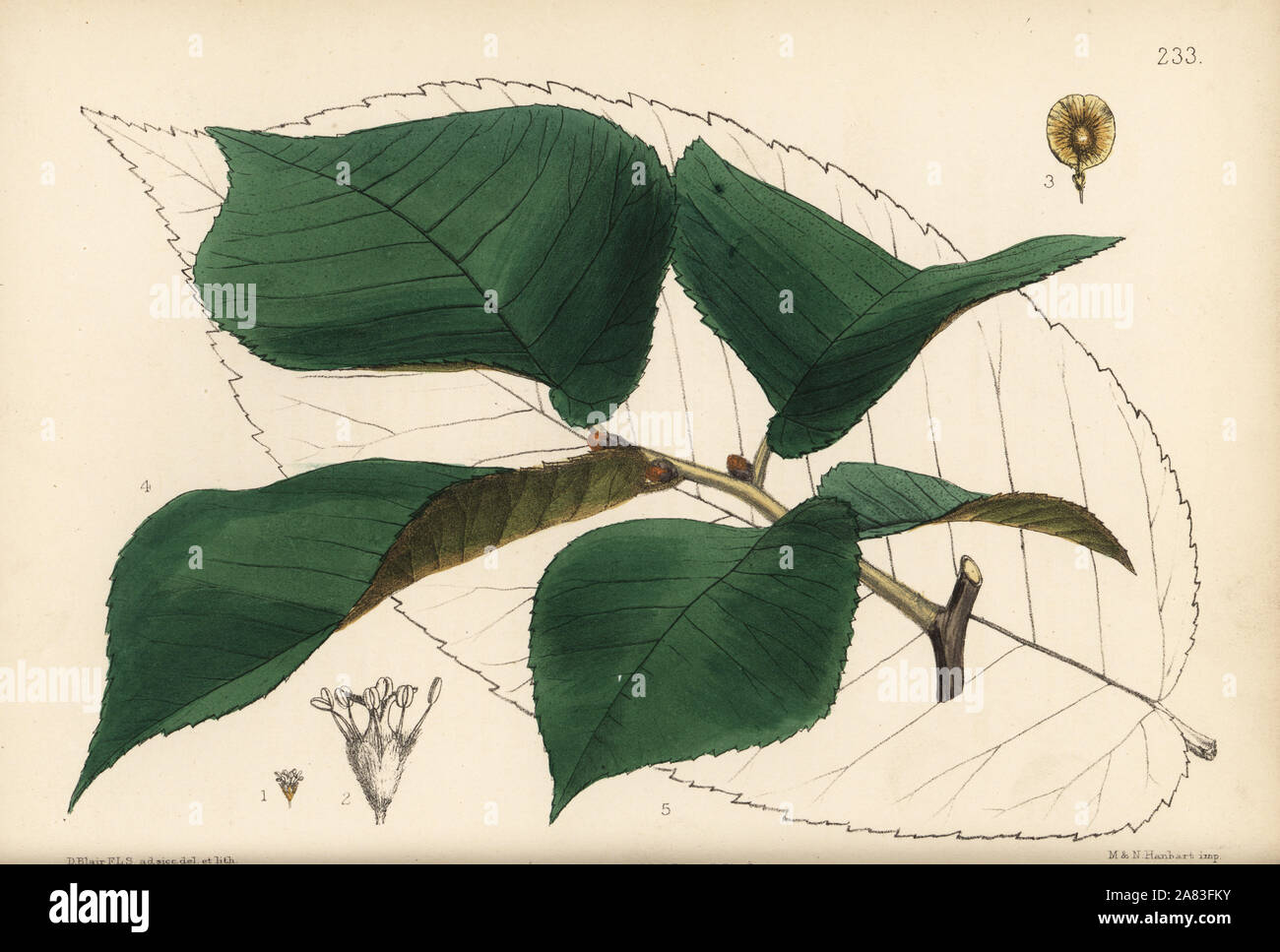 Orme rouge Banque de photographies et d’images à haute résolution - Alamy