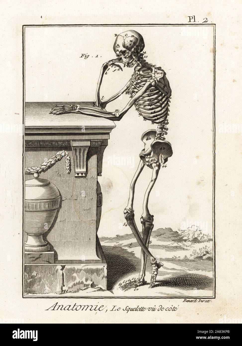 Squelette humain vu de côté. La gravure sur cuivre par Robert Benard ...