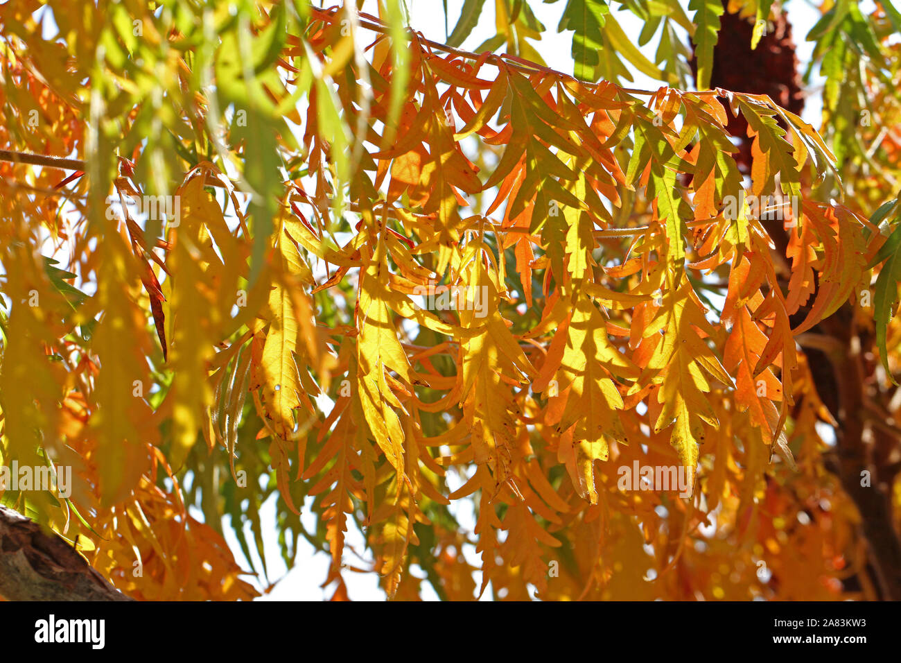 Fruit in a cashew tree Banque de photographies et d’images à haute ...