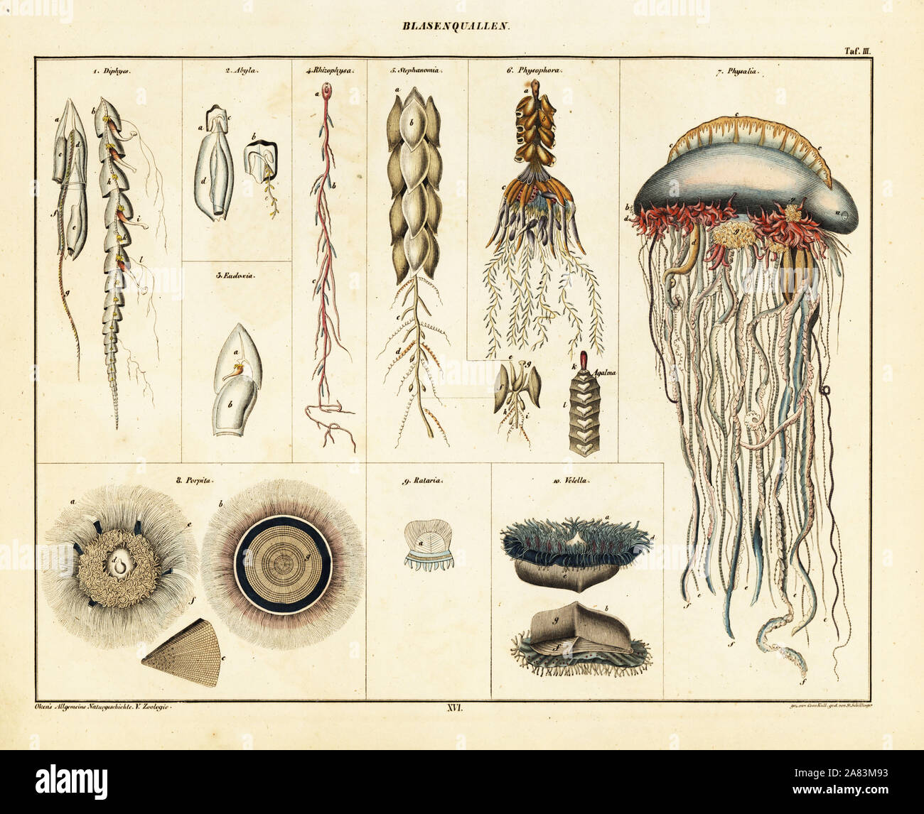 Homme portugais owar physalia physalis Banque de photographies et d ...