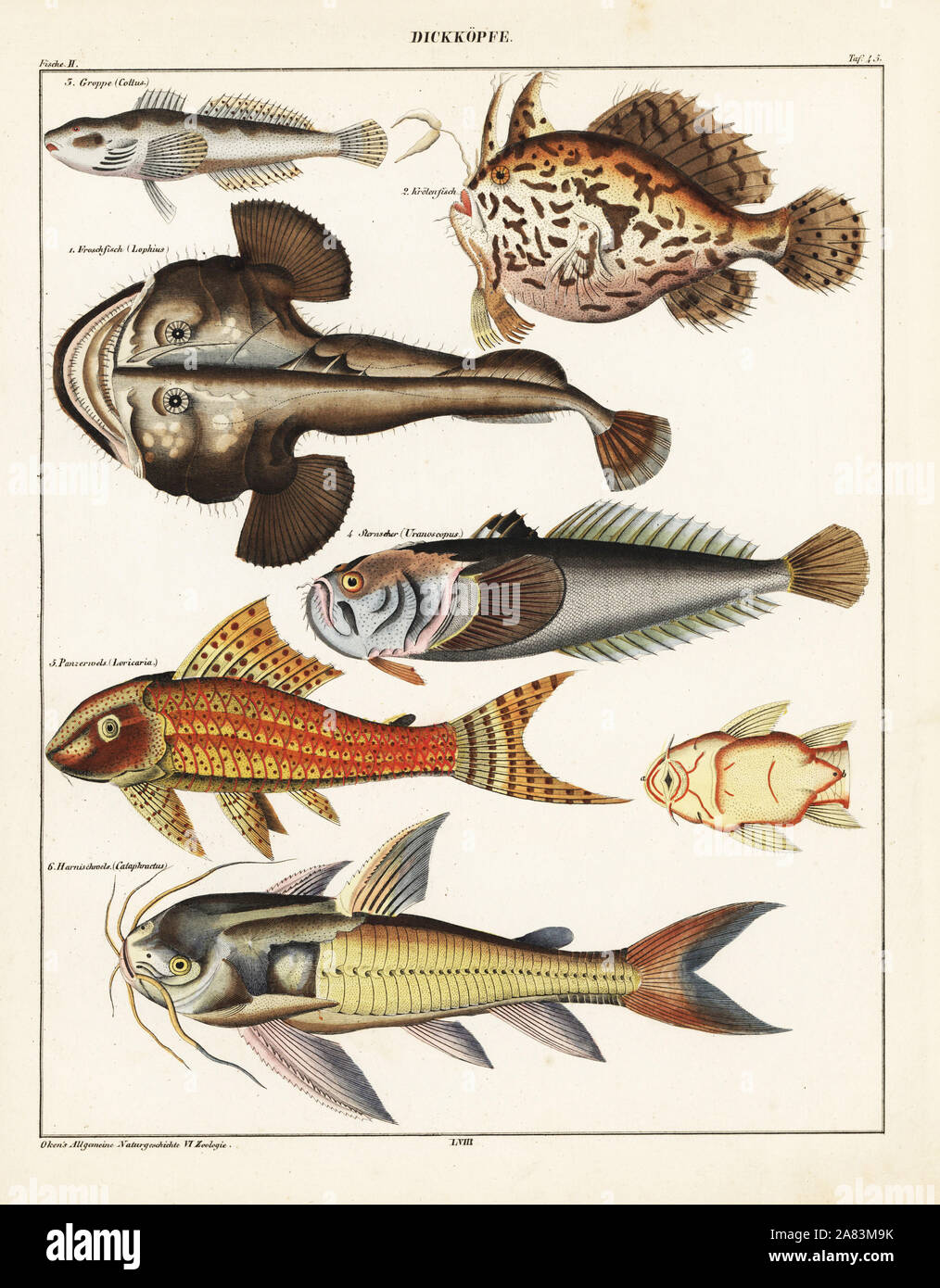 Batrachoides surinamensis Banque de photographies et d’images à haute ...