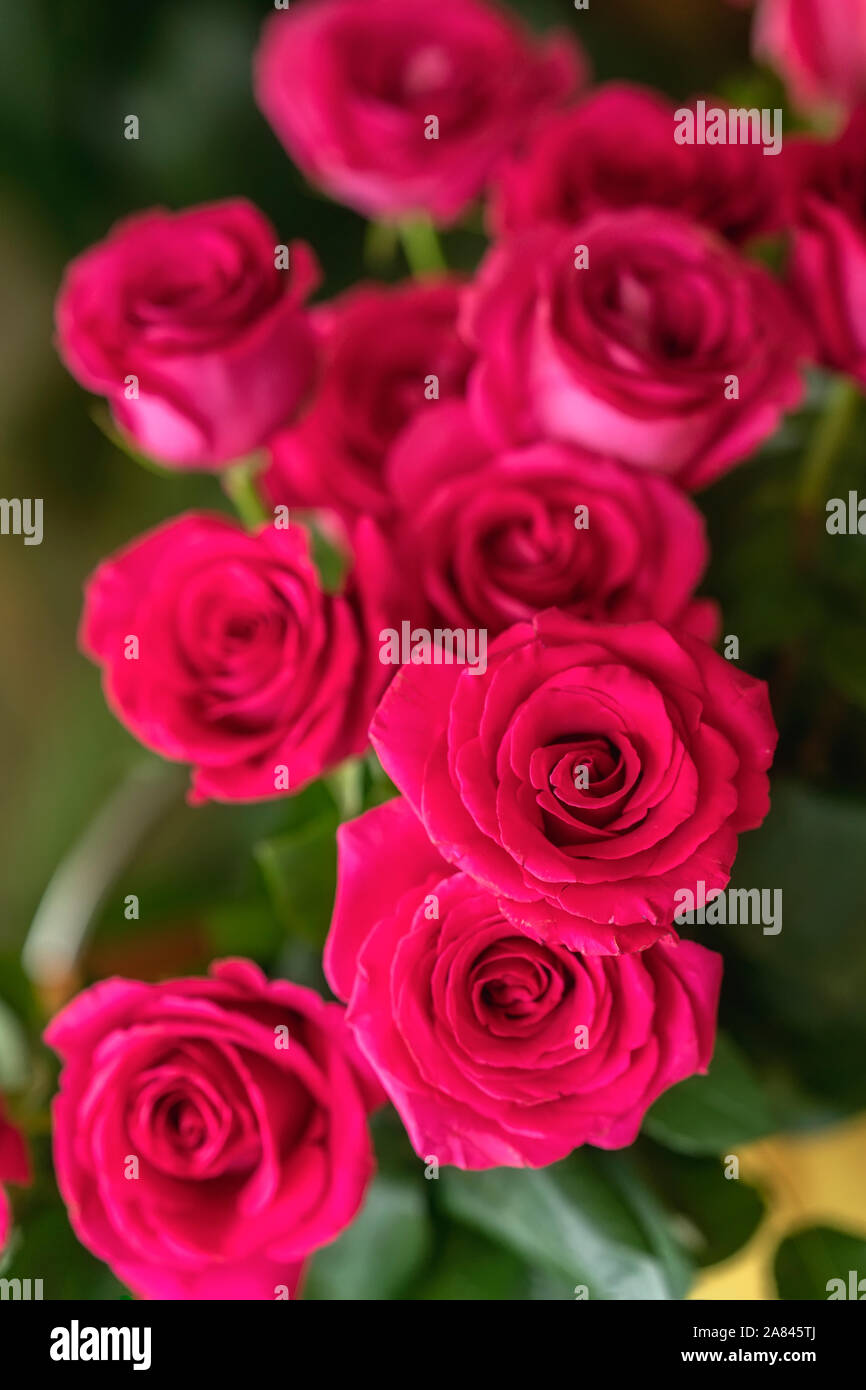 Bouquet de roses rouges pour bien-aimé, symbole de l'amour, romantique ...