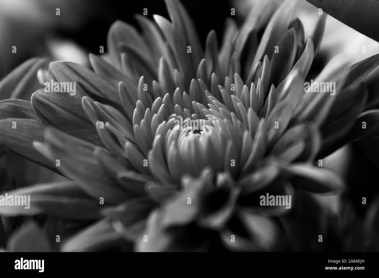 Nature morte florale noir et blanc Banque de photographies et d’images ...