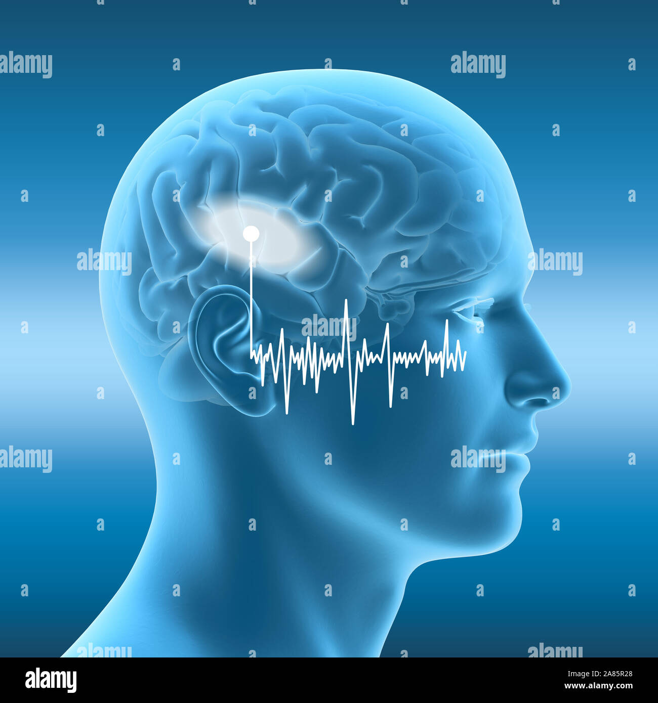 Cortex auditif Banque de photographies et d’images à haute résolution ...