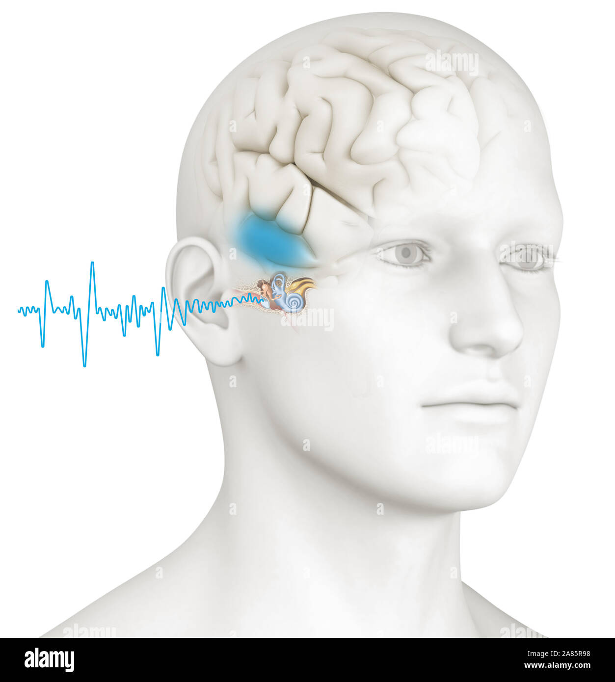 3D illustration montrant blue soundwave, anatomiques et illustration de ...