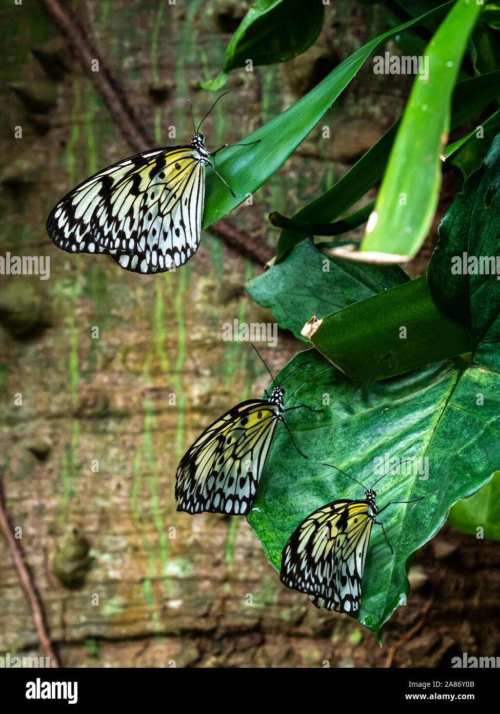 Papillons cerfs volants en papier Banque de photographies et d’images à ...