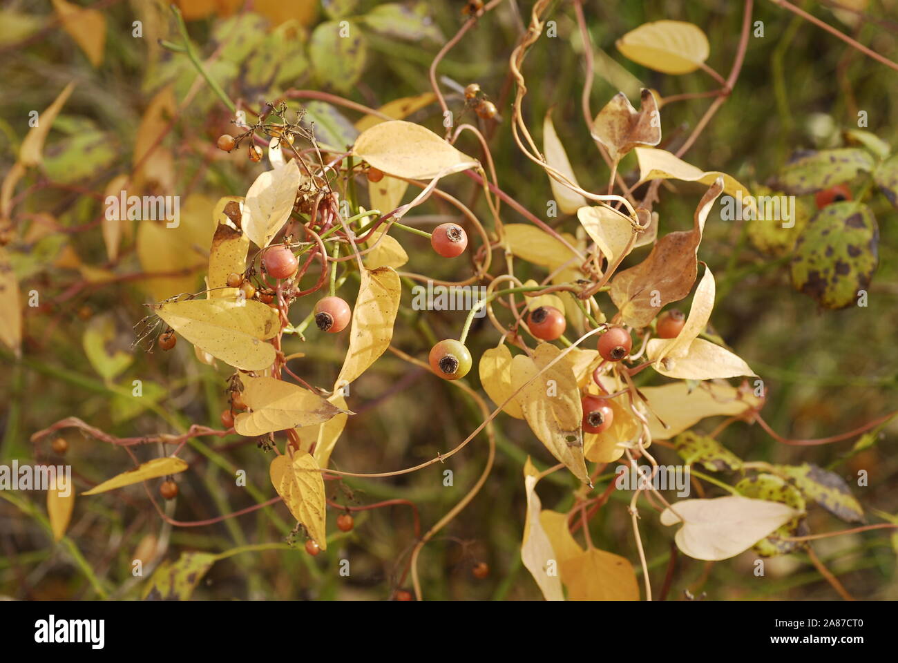 Fruit sauvage Banque de photographies et d’images à haute résolution ...