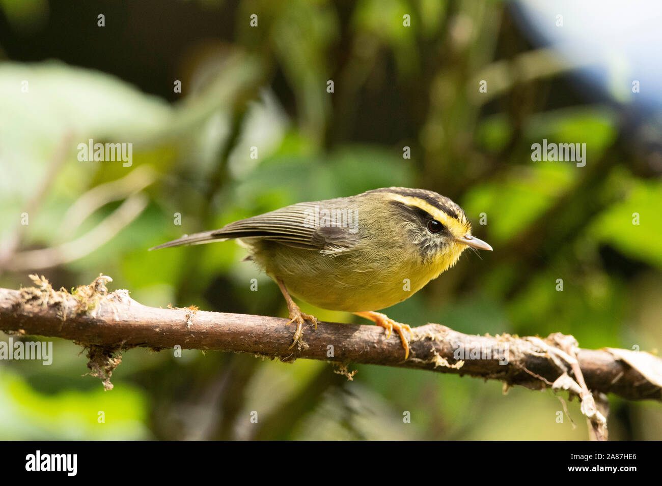 Alcippe morrisonia Banque de photographies et d’images à haute ...