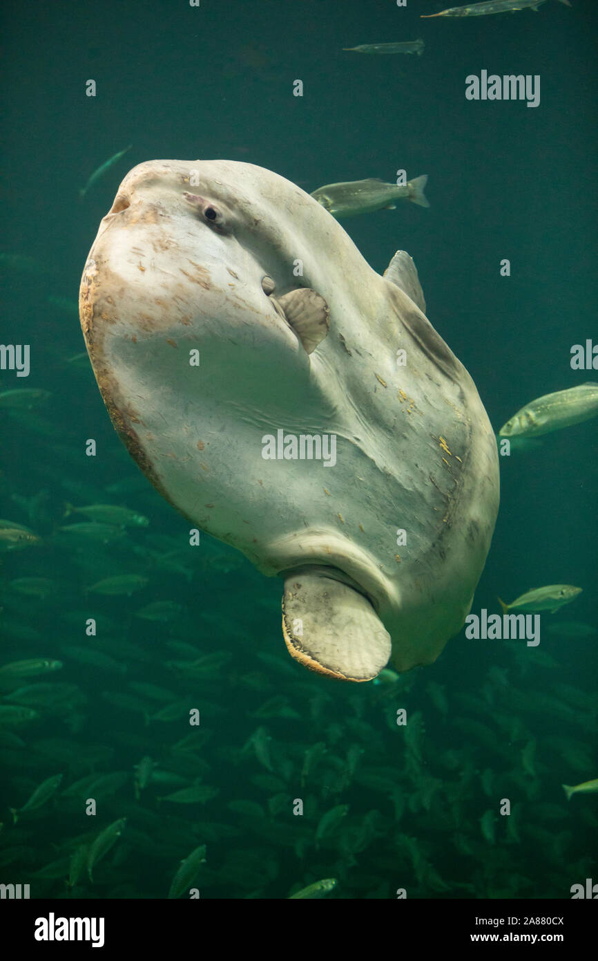 Crapet soleil Banque de photographies et d’images à haute résolution ...