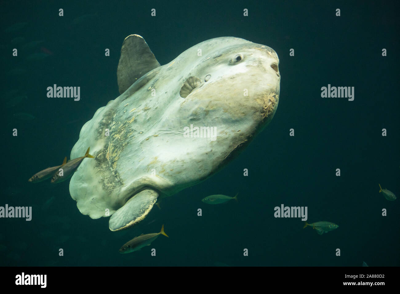 Mondfisch Mond-Fisch Klumpfisch,,, Mola mola, le Malachigan, ocean ...