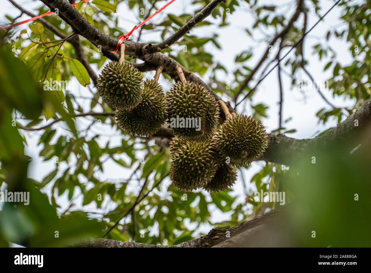 Durian - roi des fruits tropicaux, sur une branche d'arbre dans le ...