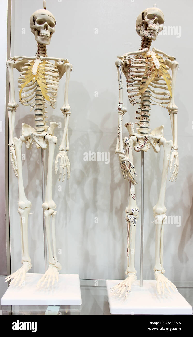 Anatomie humaine squelette complet du corps Banque de photographies et ...