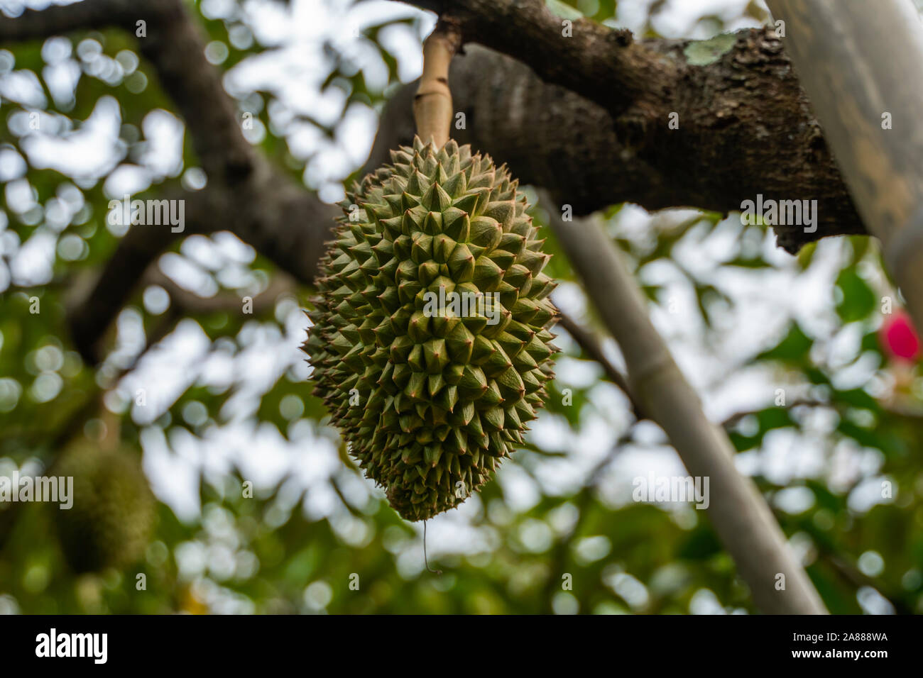Arbre durian avec des fruits Banque de photographies et d’images à ...