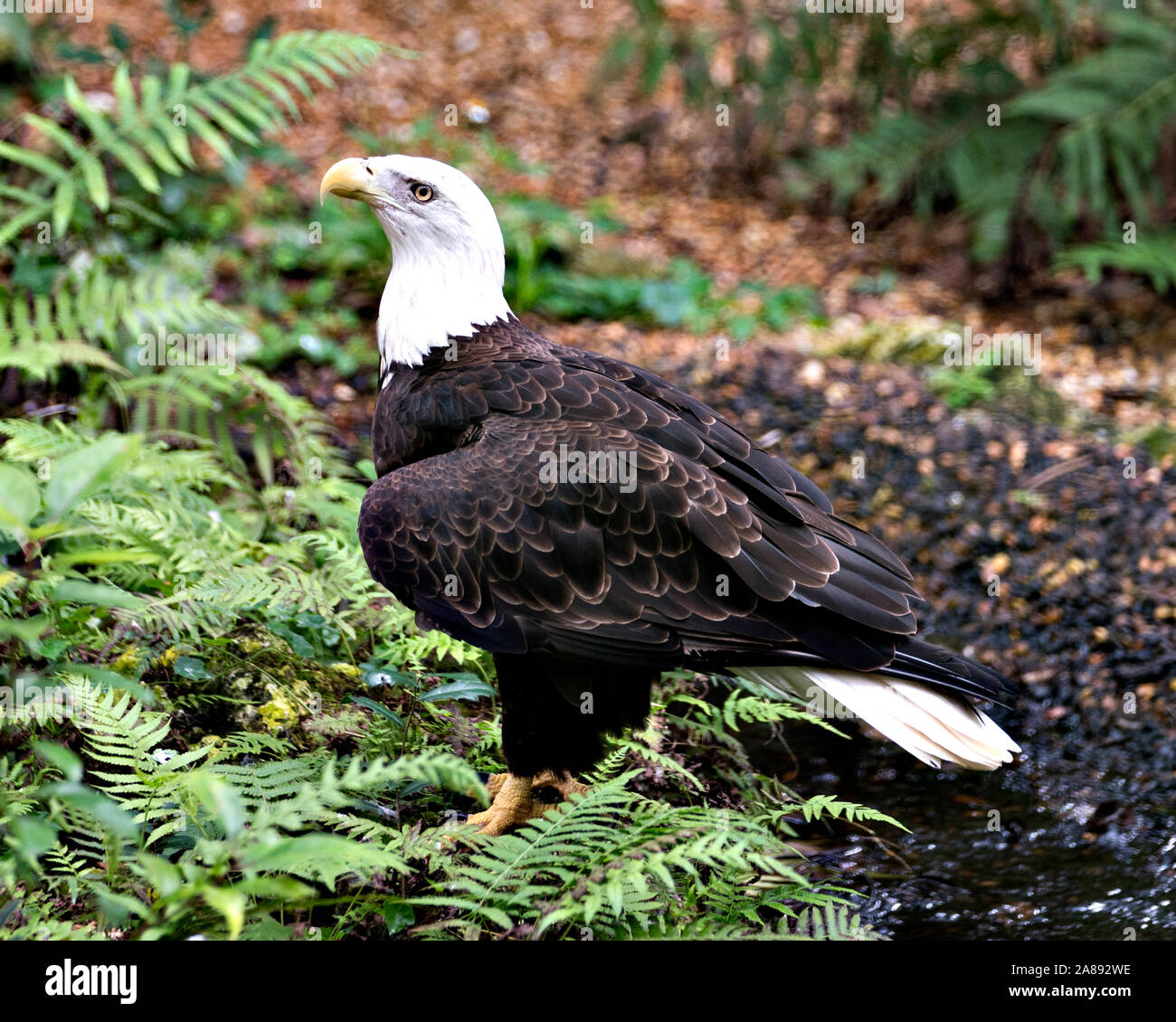 Clipart aigle Banque de photographies et d’images à haute résolution ...