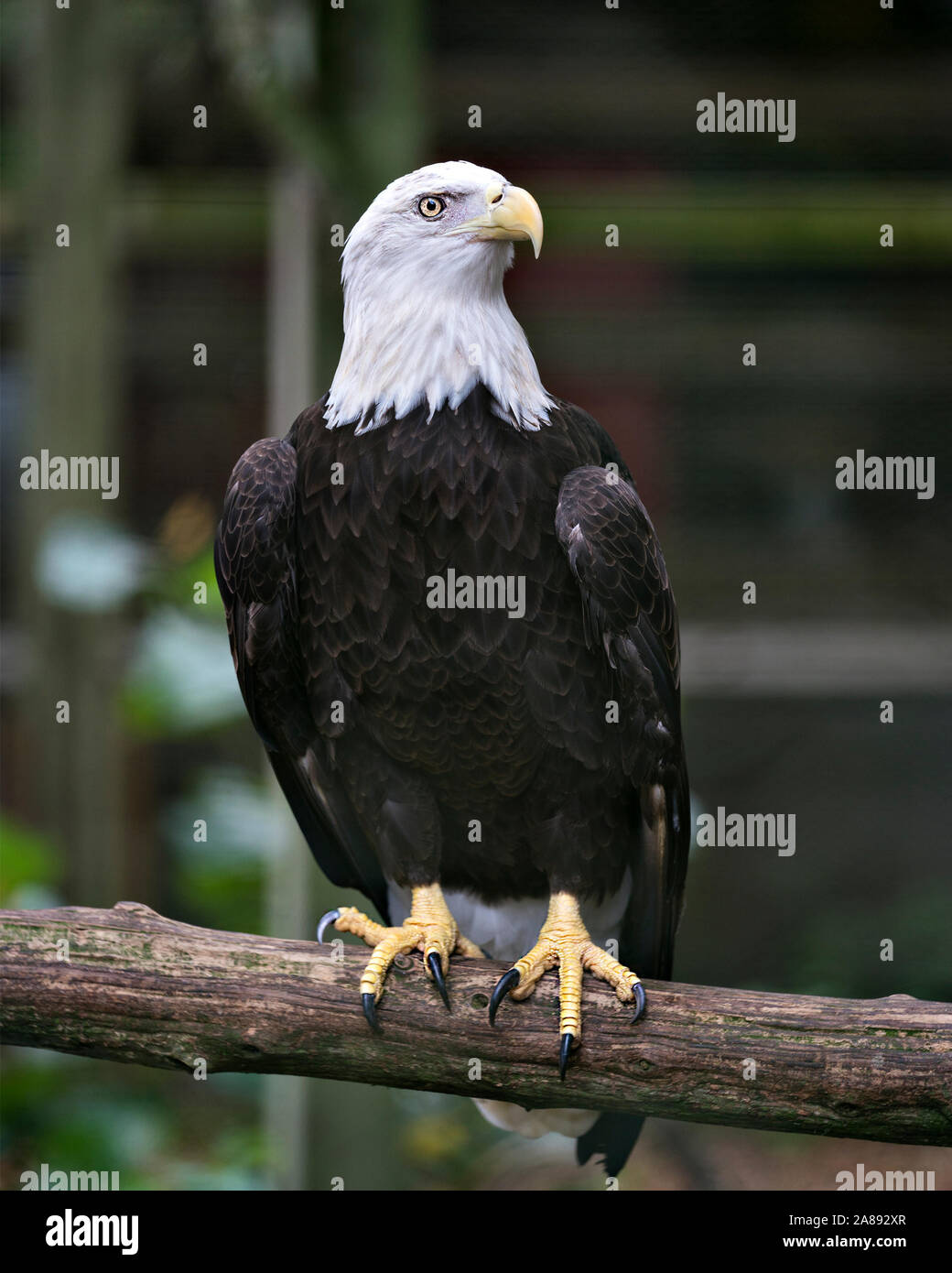 Clipart aigle Banque de photographies et d’images à haute résolution ...