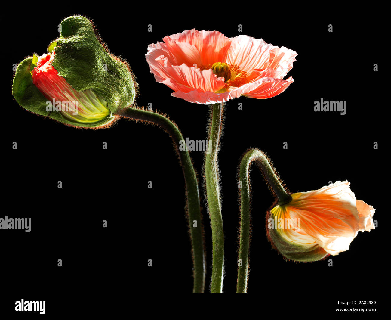 Poppy macro Banque de photographies et d’images à haute résolution - Alamy