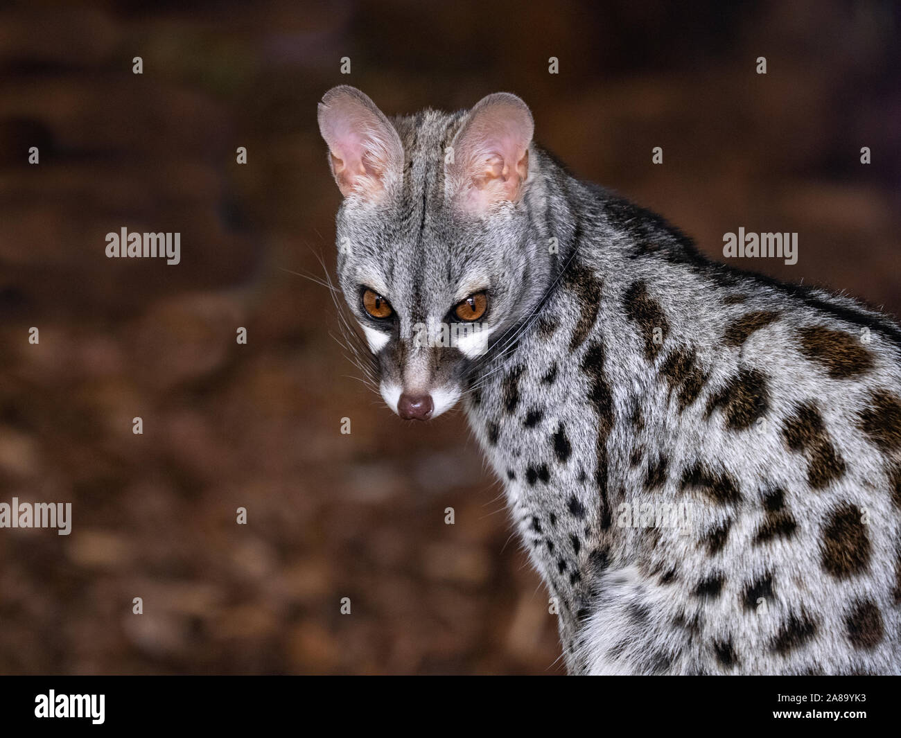 Genette commune Banque de photographies et d’images à haute résolution ...