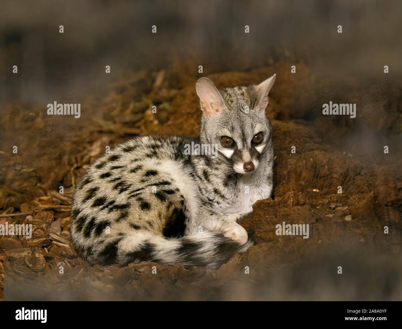 Genette commune Banque de photographies et d’images à haute résolution ...