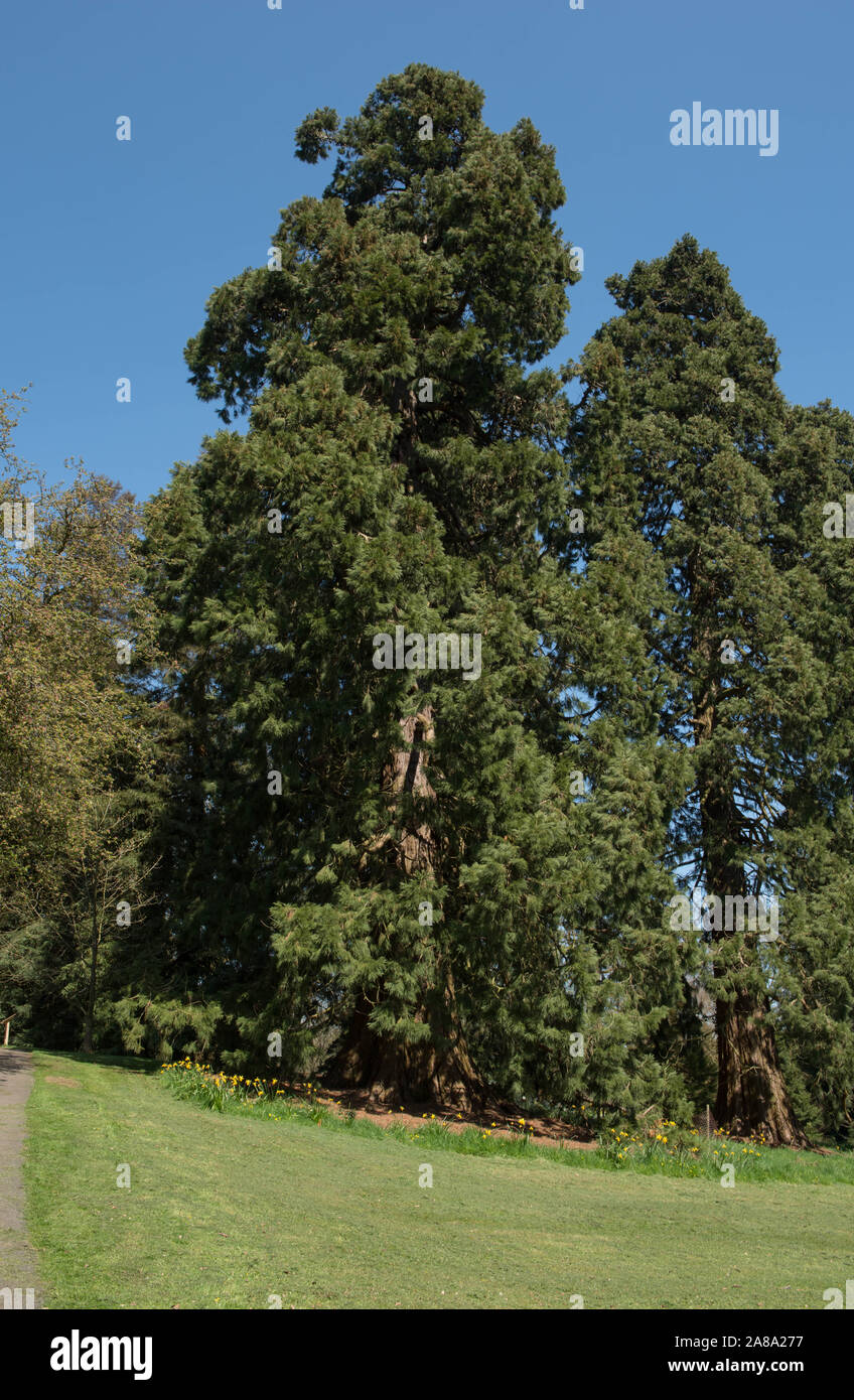 Le Séquoia géant Séquoia géant, Sierra, bois rouge, Wellingtonia, Grand ...