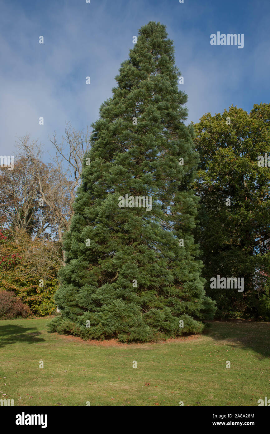 Le Séquoia géant Séquoia géant, Sierra, bois rouge, Wellingtonia, Grand ...