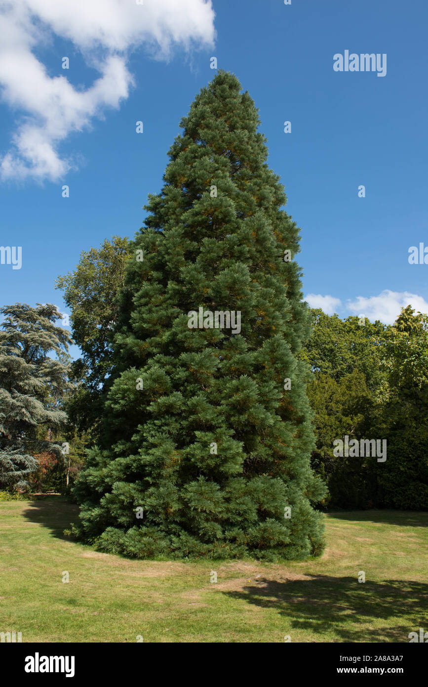 Le Séquoia géant Séquoia géant, Sierra, bois rouge, Wellingtonia, Grand ...