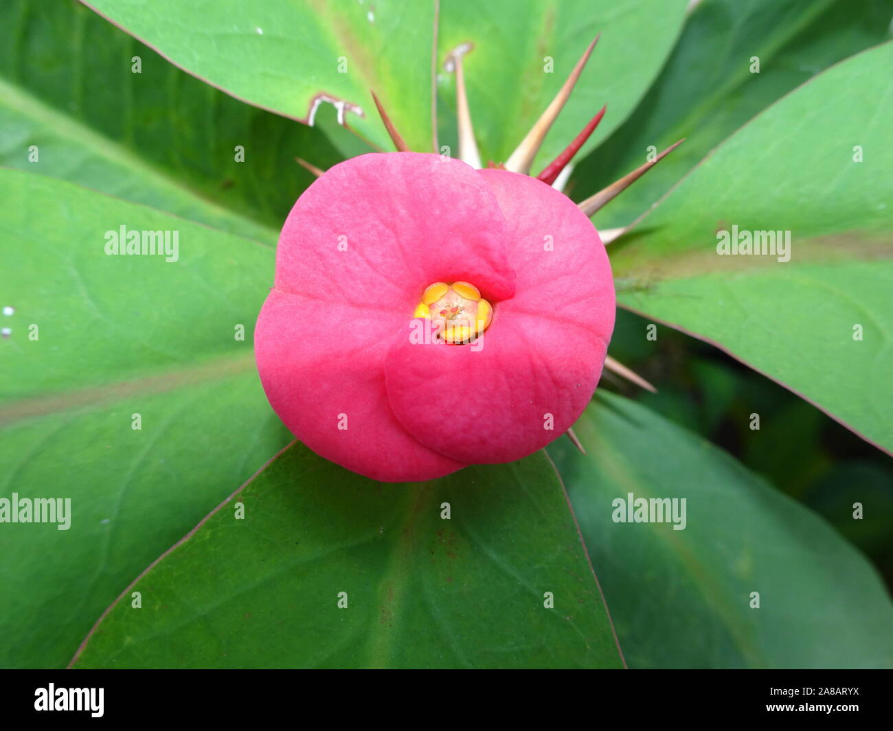 Tropical flower rose aka Euphorbia milii couronne d'épines Photo Stock ...
