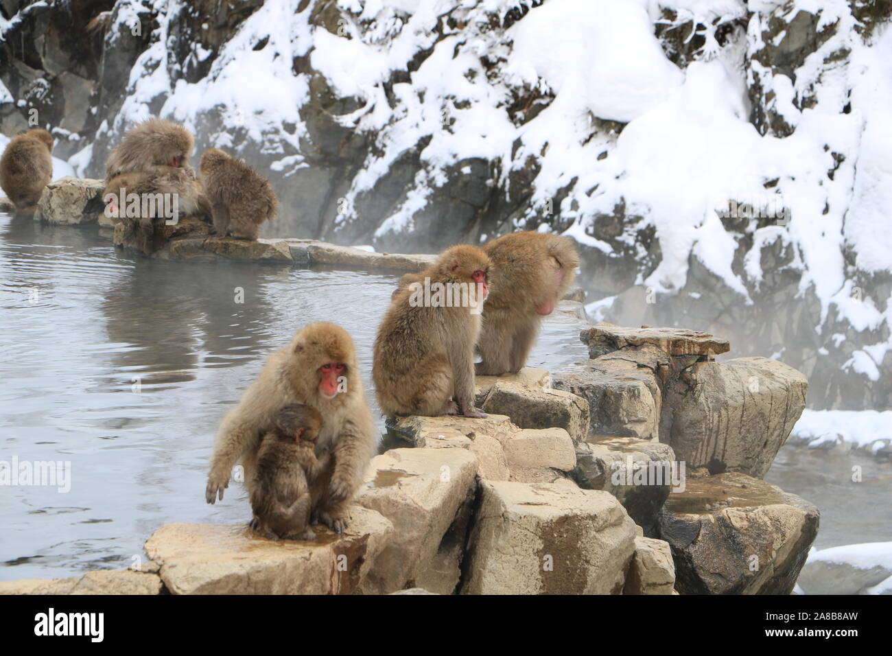 Parc national de jigokudani Banque de photographies et d’images à haute ...