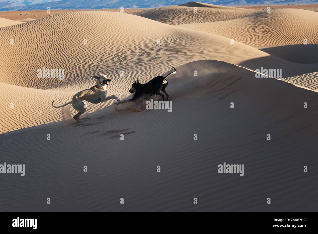Deux chiens Sloughi (lévrier arabe) jouer dans les dunes de sable dans ...