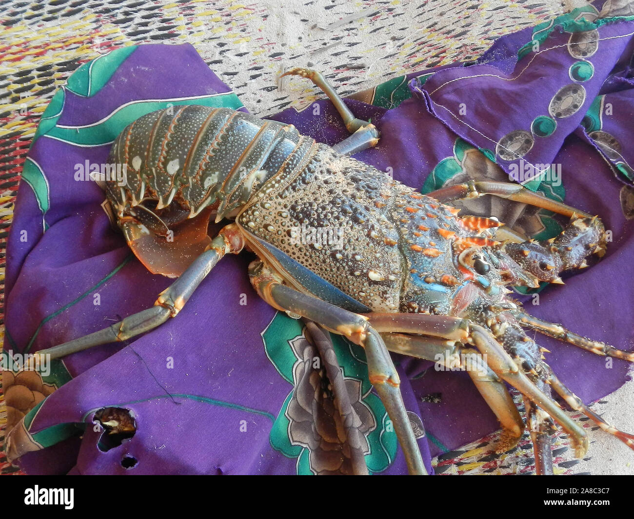 Le homard sur la côte de l'océan Indien, l'île de Socotra, au Yémen ...