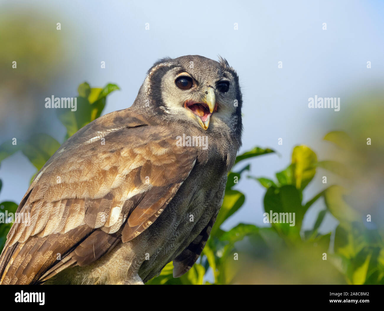 Hibou africain Banque de photographies et d’images à haute résolution ...