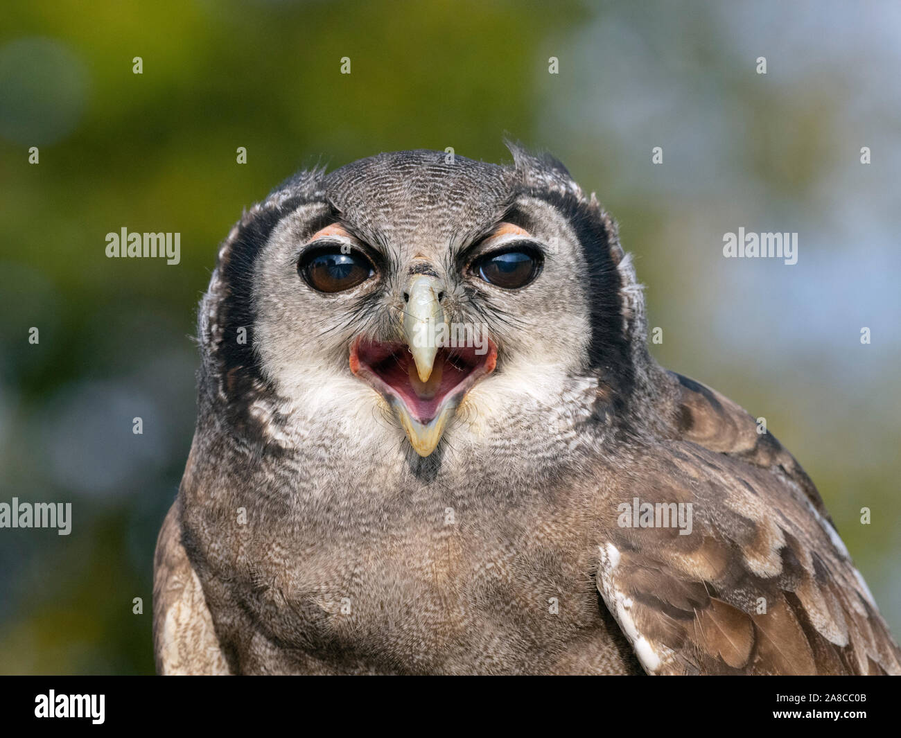 Hibou africain Banque de photographies et d’images à haute résolution ...