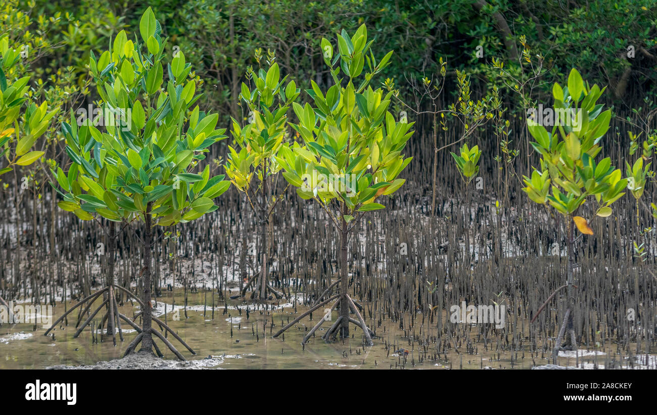 Reboisement mangrove Banque de photographies et d’images à haute ...