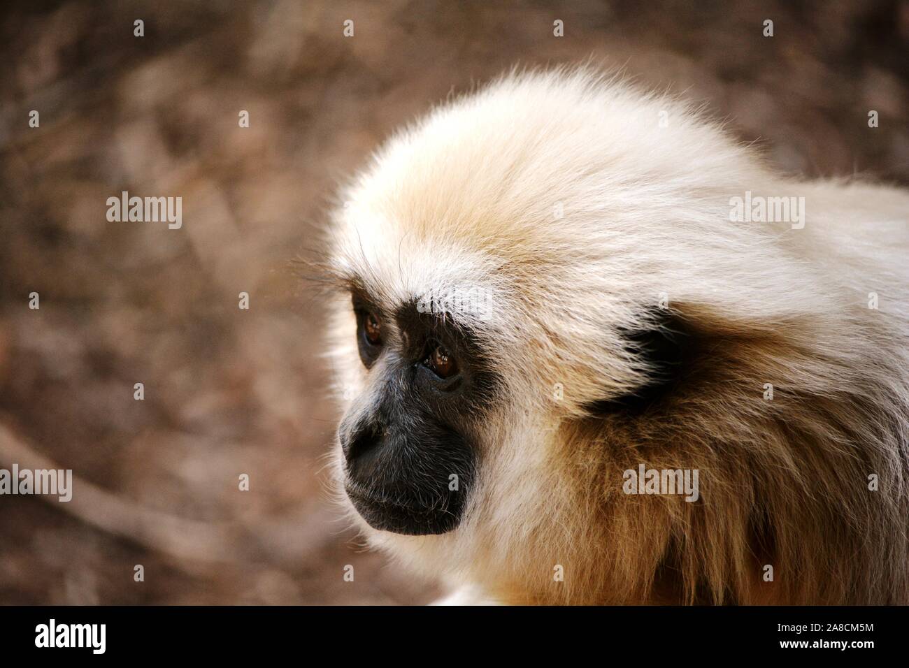 Singe blanc Banque de photographies et d’images à haute résolution - Alamy