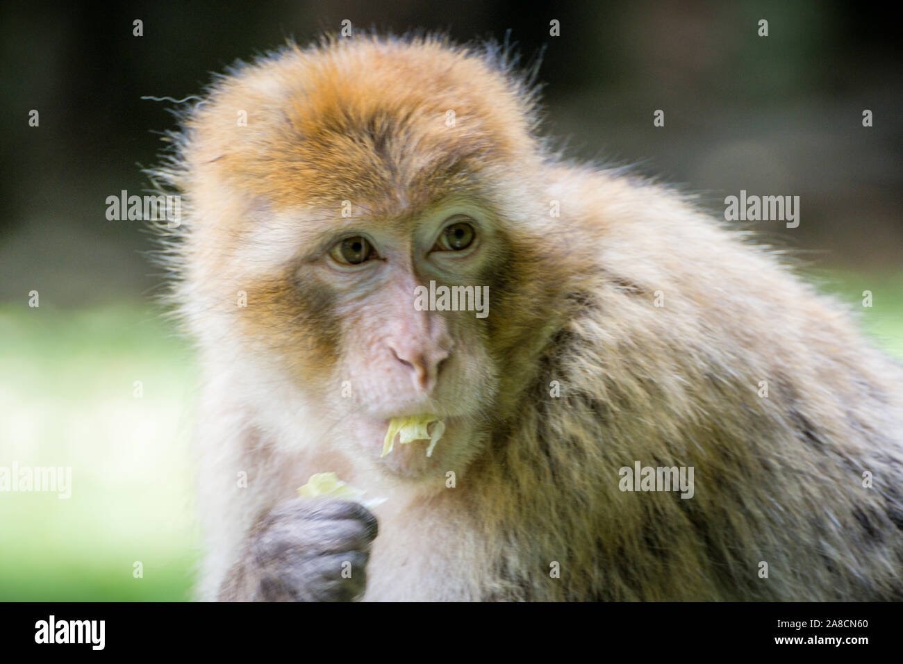 Singe magot moyen atlas Banque de photographies et d’images à haute ...