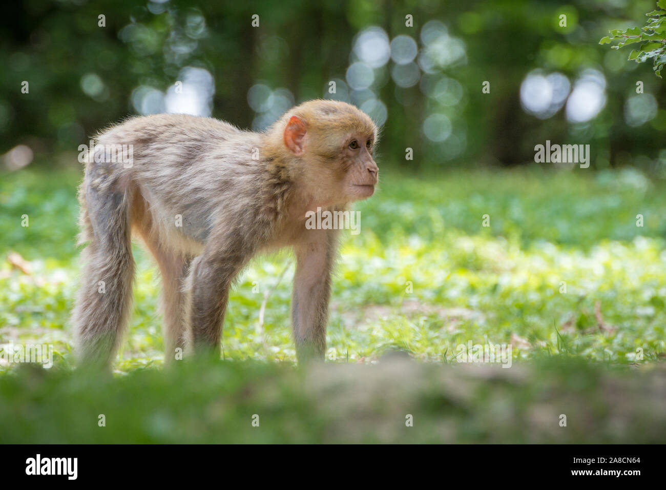 Singe magot moyen atlas Banque de photographies et d’images à haute ...