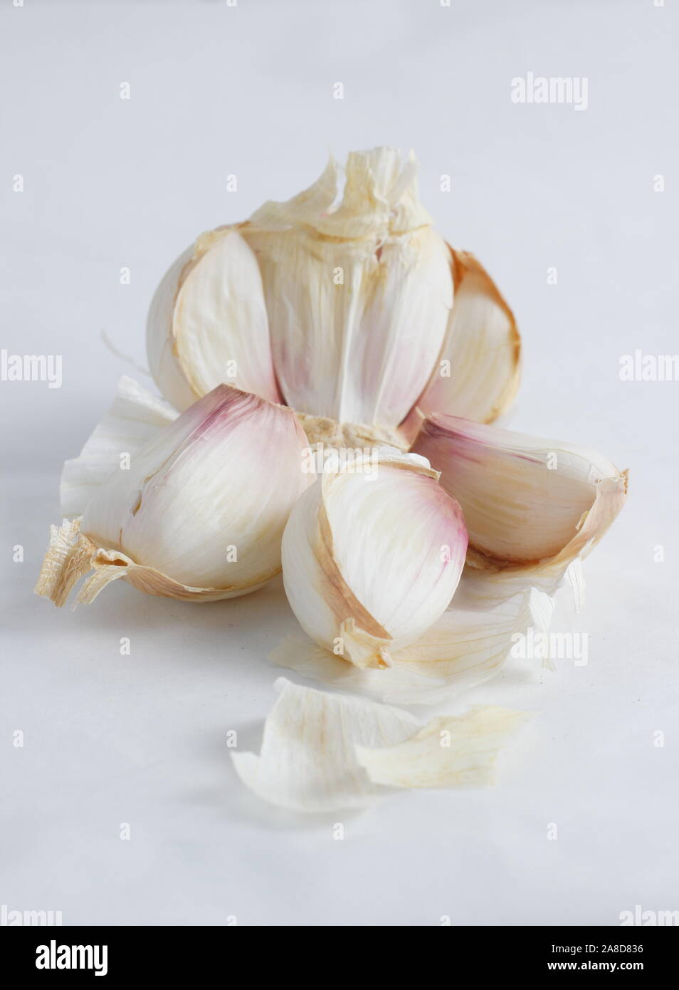 L'allium sativum 'Lautrec Wight'. Ampoule de 'Lautrec Wight' ail fendu ...