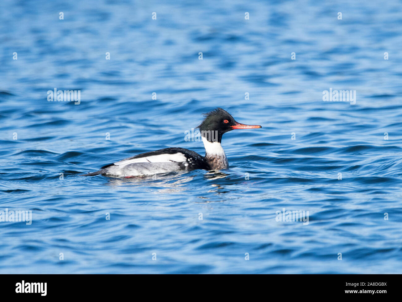 Canard plongeur harle couleur Banque de photographies et d’images à ...