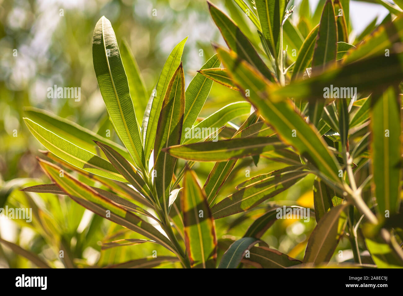 Feuilles de laurier rose Banque de photographies et d’images à haute ...