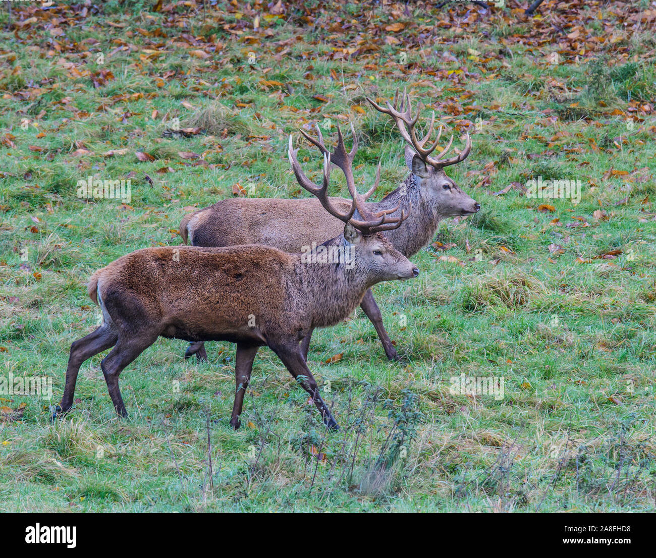 Parc de cerfs royal de studley Banque de photographies et d’images à ...