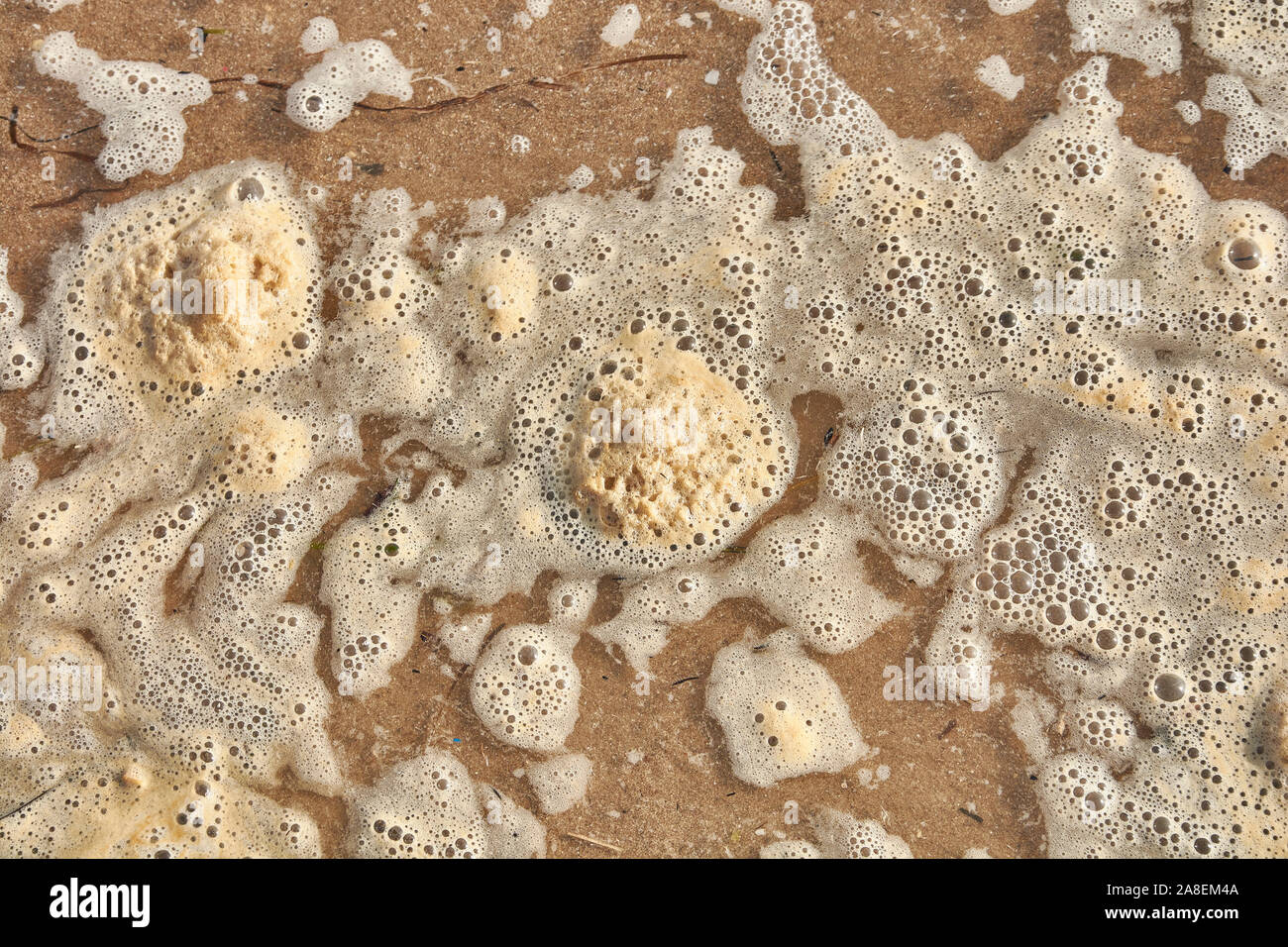 Mousse De Surface Banque d'image et photos - Alamy