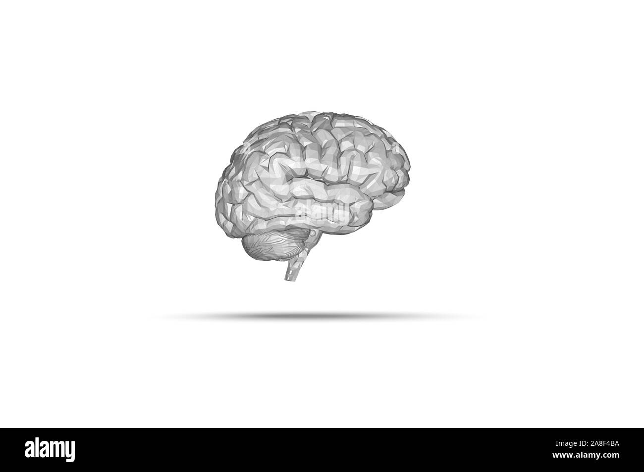 Modèle anatomique du cerveau humain de rendu 3D Photo Stock - Alamy