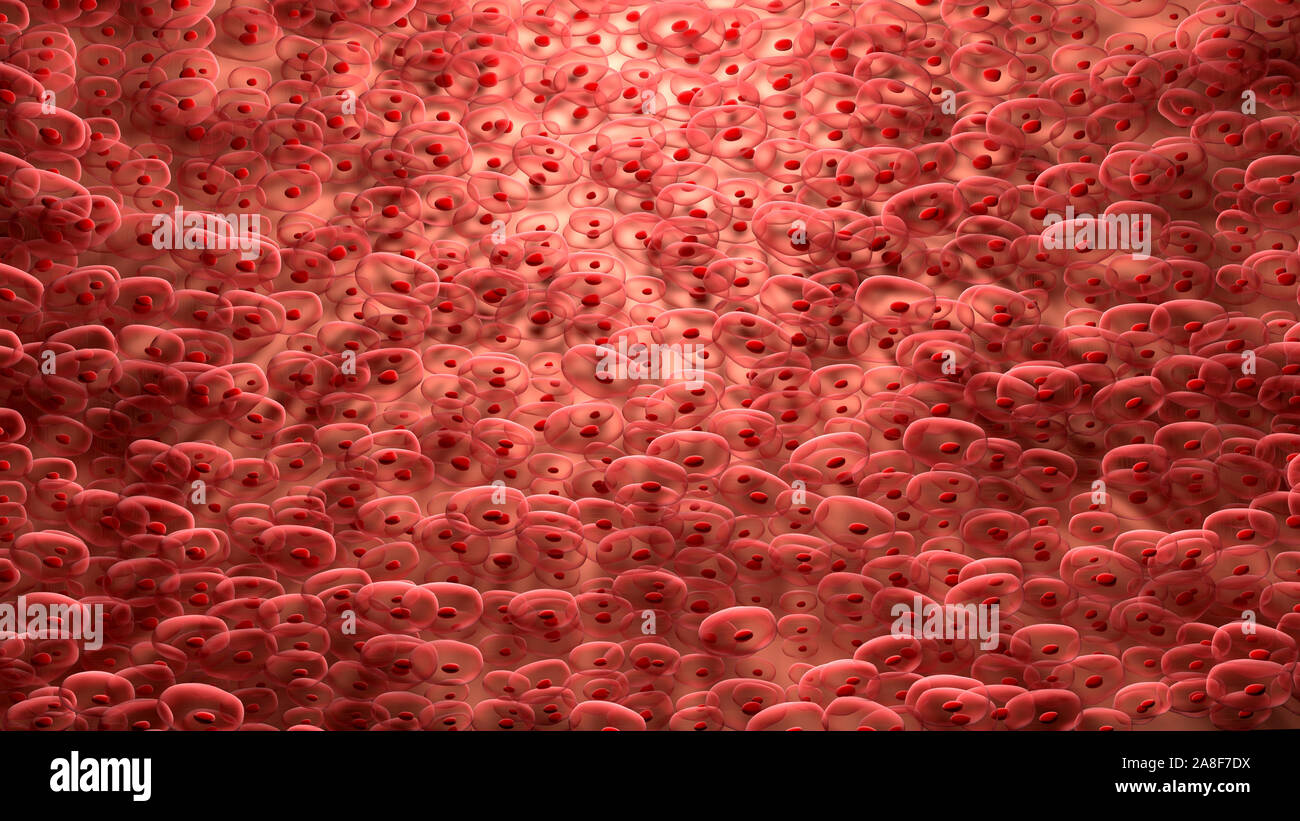 Les cellules du muscle cardiaque, illustration Photo Stock - Alamy