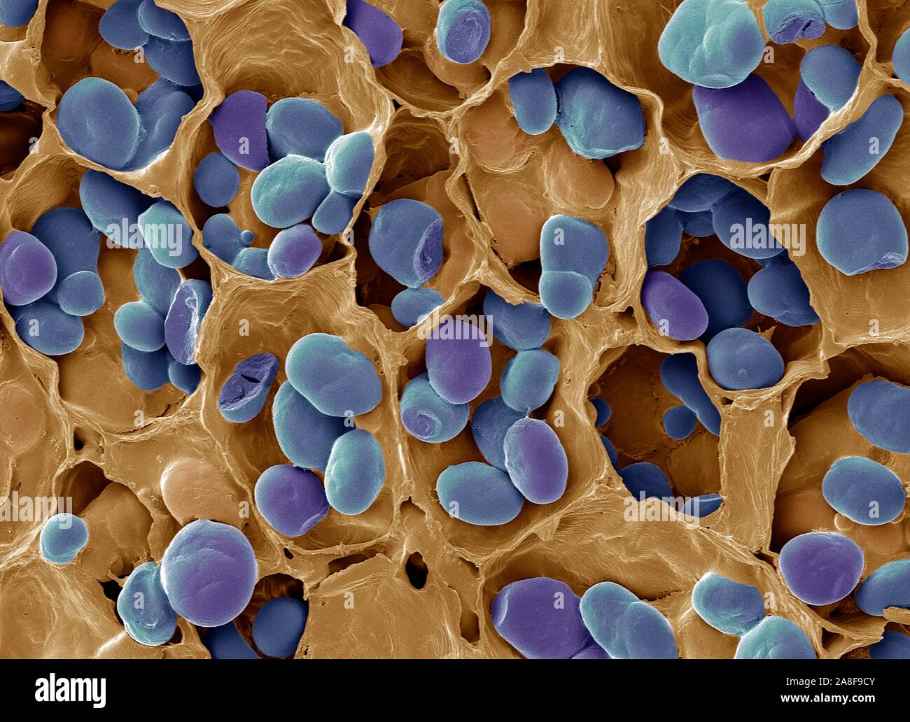 Les amyloplastes Banque de photographies et d’images à haute résolution ...