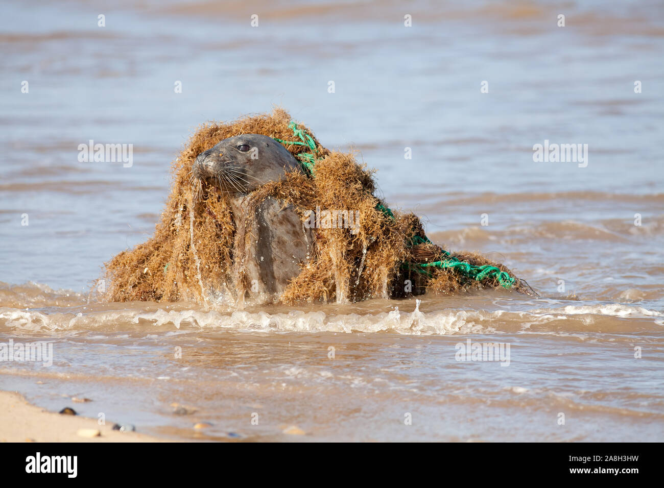 Le bien-être des animaux. La pollution marine. Seal pris dans les ...