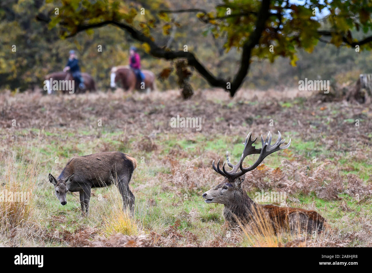 Horse rut Banque de photographies et d’images à haute résolution - Alamy