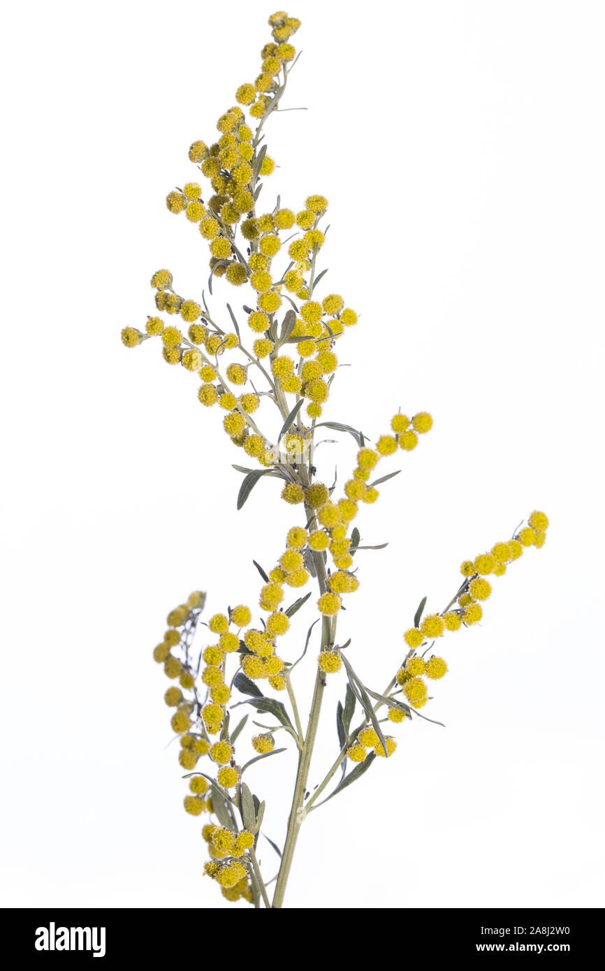 Artemisia absinthium wormwood close up Banque de photographies et d ...