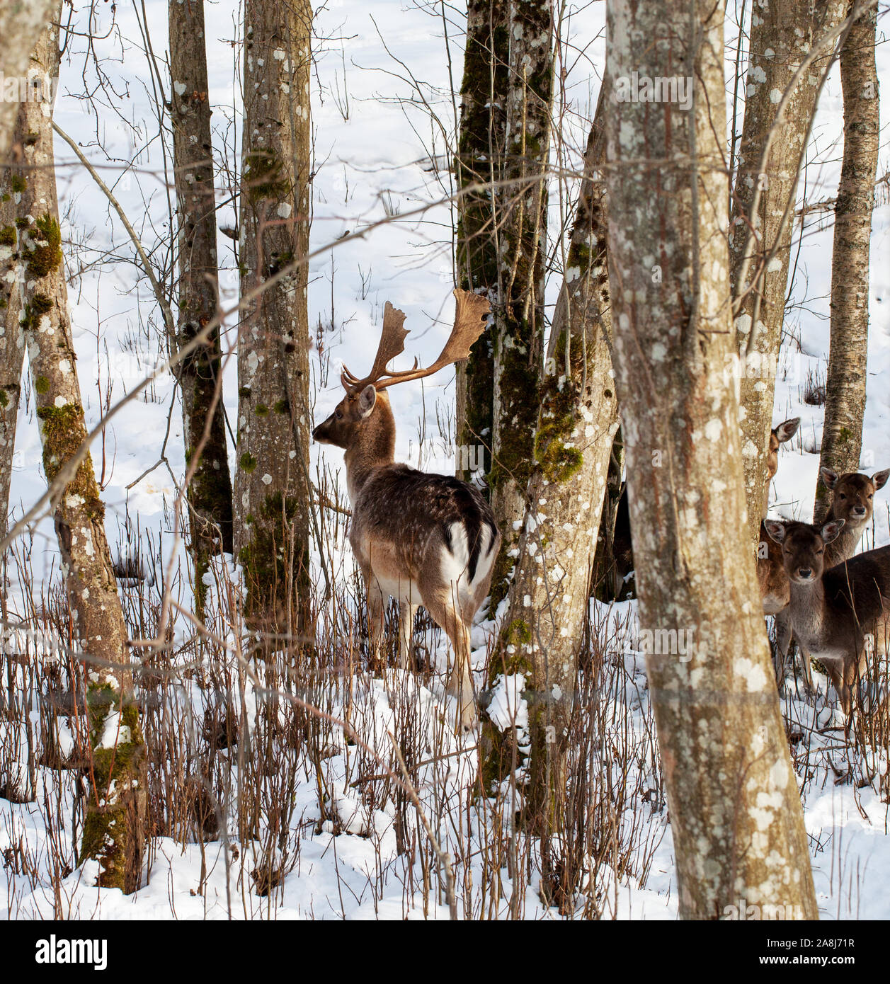 Maral animal Banque de photographies et d’images à haute résolution - Alamy